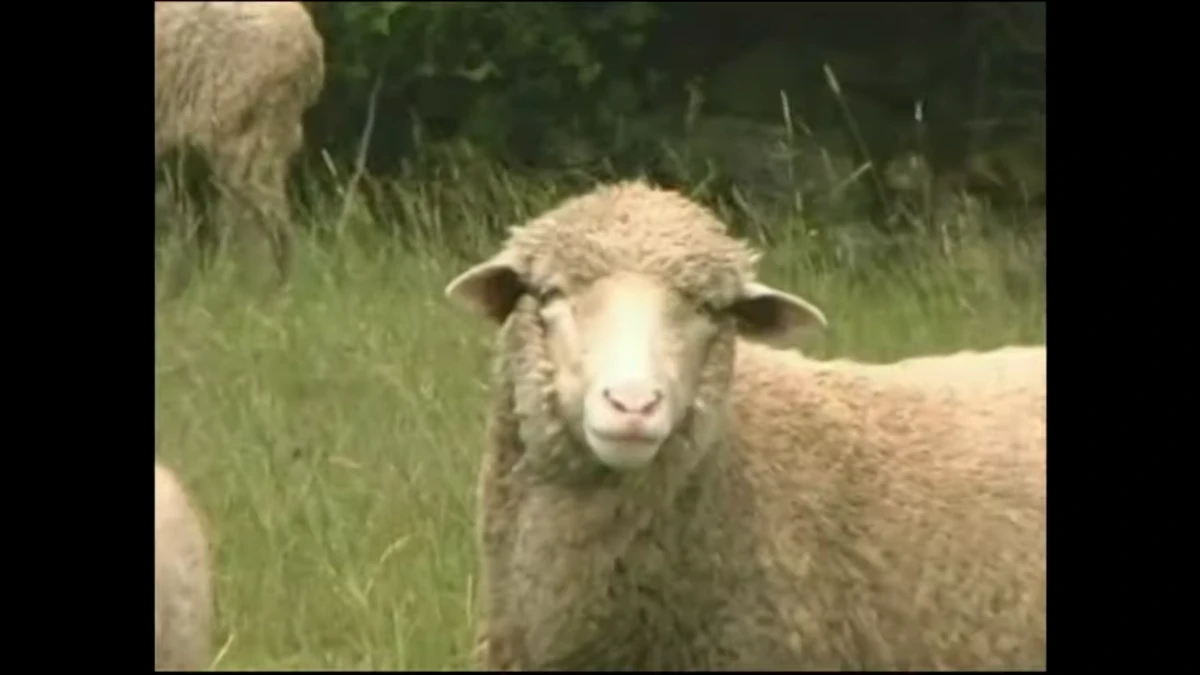 Sheep (ABC's Sing-A-Long) | Fictional Characters Wiki | Fandom