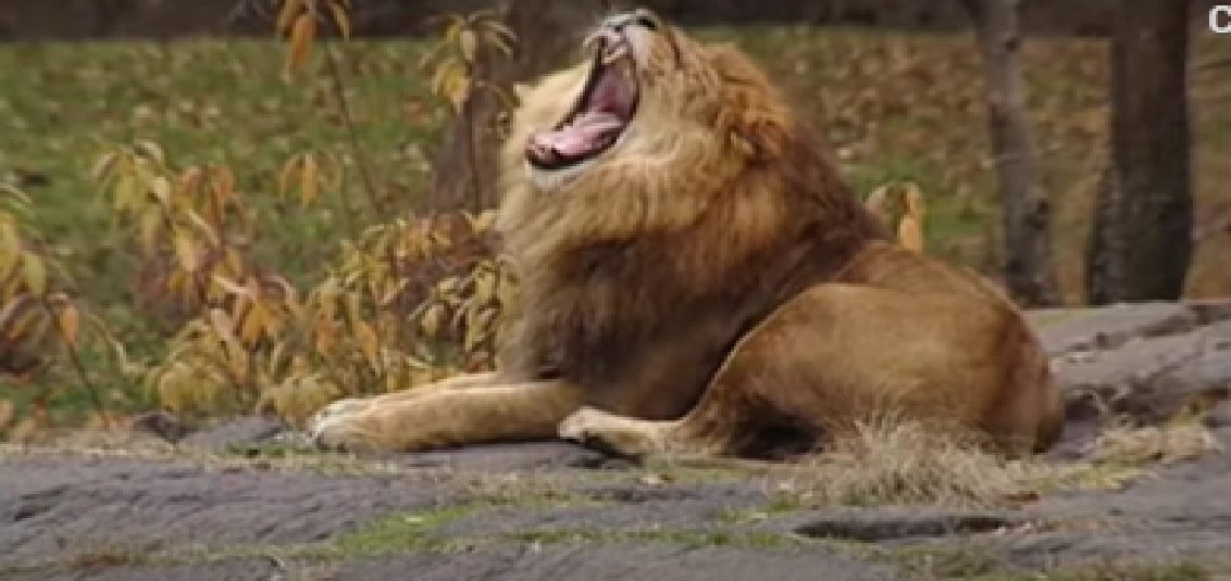 Lion (Elmo's World) | Fictional Characters Wiki | Fandom