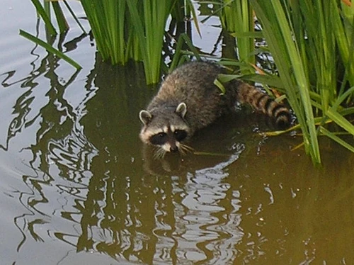 Rowan | Charlie and Stella Wiki | Fandom