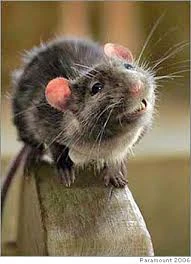 Charlotte Web 2006 Templeton