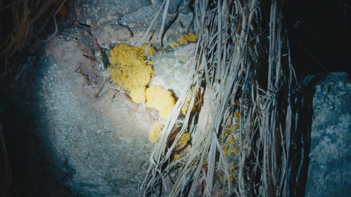 Bioluminescent Lichen | Charmed Wiki | Fandom