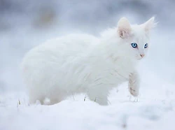 Familiars | Charmed Reborn Wiki | Fandom