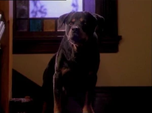 Benji | Charmed Reloaded Wiki | Fandom