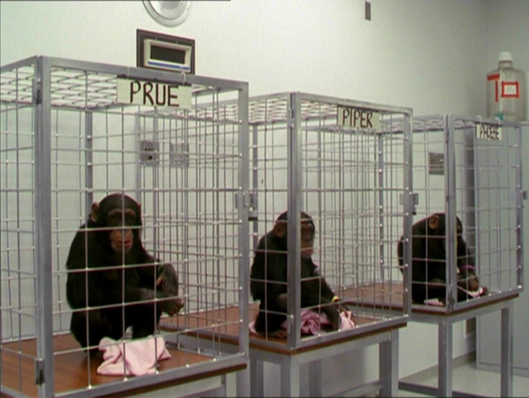 The Charmed Monkeys | Charmed | Fandom