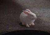 Shapeshifting/Gallery | Charmed | Fandom