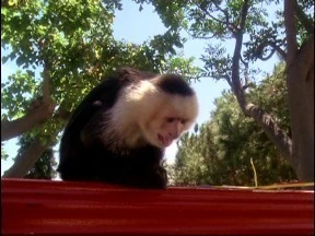 Monkey Totem | Charmed | Fandom