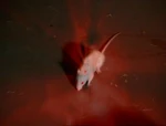 Rat Demon | Charmed | Fandom