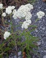 Yarrow Root | CharmedRewrite Wiki | Fandom