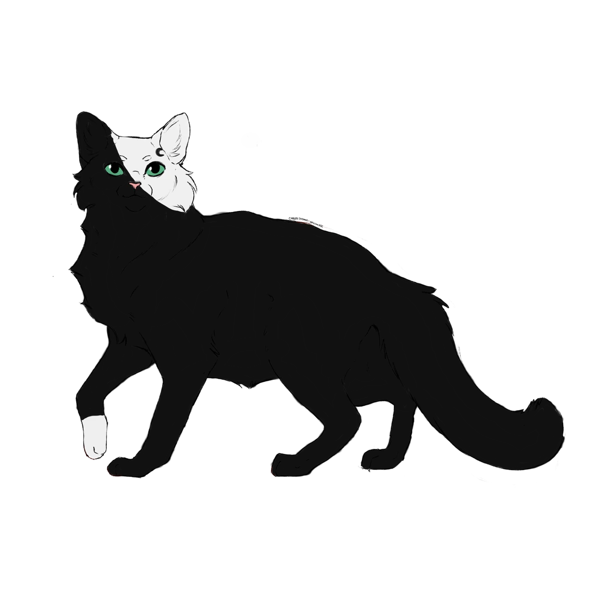 Pompon | Wiki Chats sauvages | Fandom