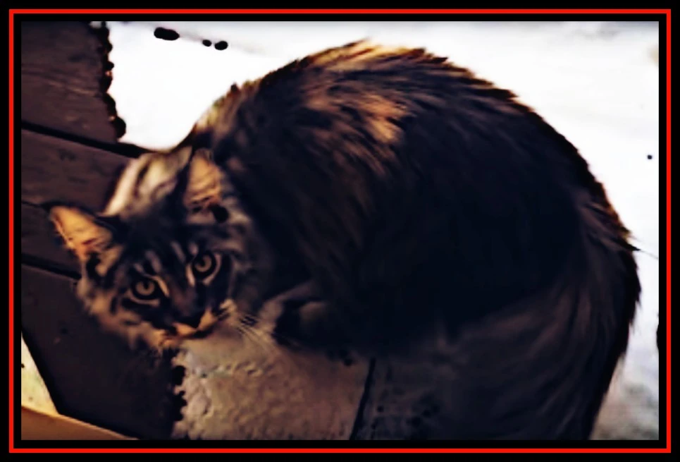 Kaiser the Cat (Chawosauria) | Chawosauria Wikia | Fandom