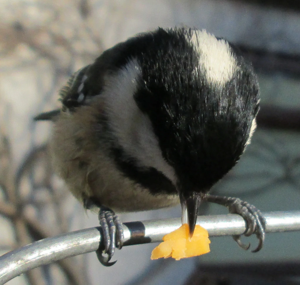 Birding with CHDK | CHDK Wiki | Fandom