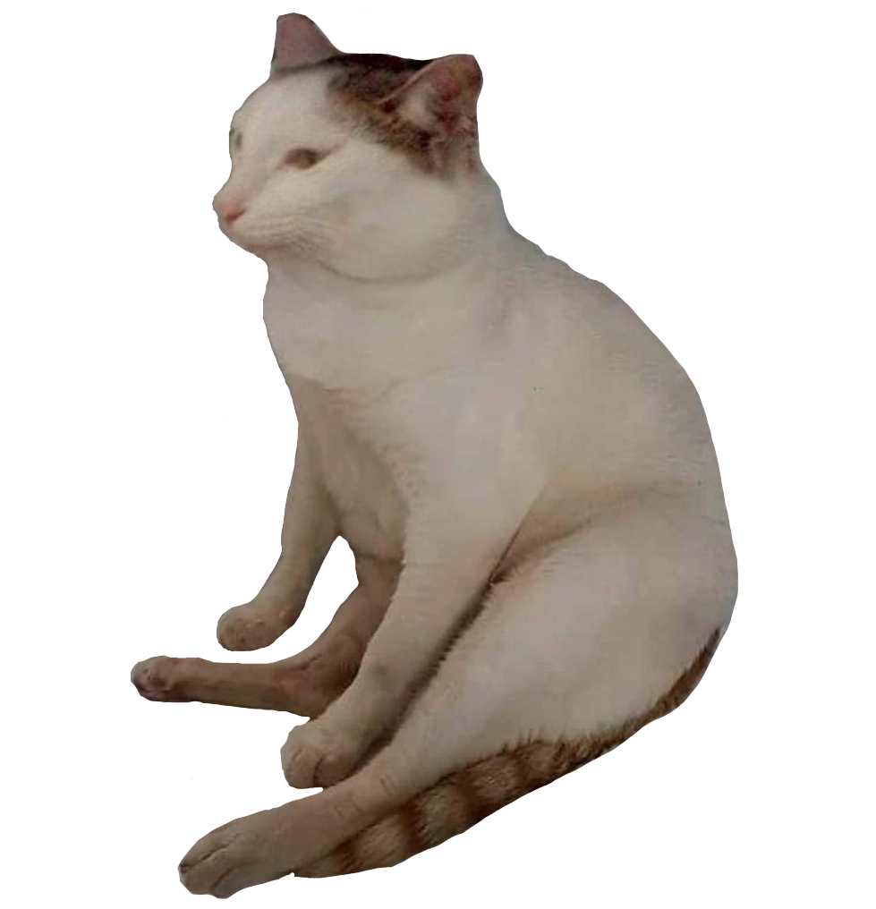 Cat cheems | Wiki Cheems | Fandom