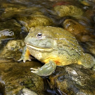 Froggit | Cheese World Wiki | Fandom