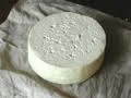 Testouri | WikiCheese | Fandom