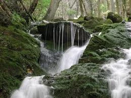 The Warriors den | Cheetahclanroleplay Wiki | Fandom