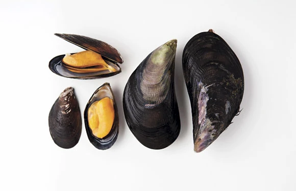 Cholga | Chepedia Wiki | Fandom