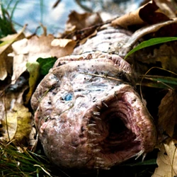 Mutated Chernobyl Fish