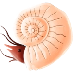 Amonyte | CherryTree | Fandom