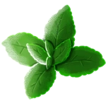 Wolfmint | CherryTree | Fandom