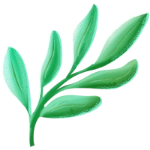 Sage Leaf | CherryTree | Fandom