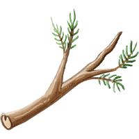 Evergreen Log | CherryTree | Fandom