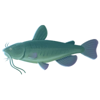 Raw Catfish | CherryTree | Fandom