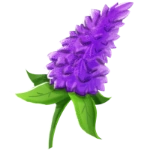 Hyssop | CherryTree | Fandom