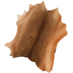 Hide | CherryTree | Fandom