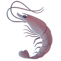 Raw Shrimp | CherryTree | Fandom