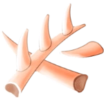 Dragon Bones | CherryTree | Fandom