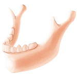 Jawbone | CherryTree | Fandom