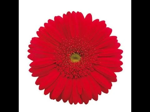 No cheating | ChezzKids Wiki | Fandom