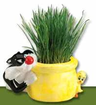 Chia cat grass | Chiapet Wiki | Fandom