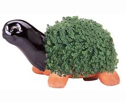 Turtle | Chiapet Wiki | Fandom