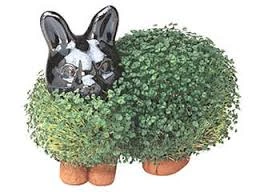 Rabbit | Chiapet Wiki | Fandom