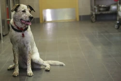 What Happened To The Dog On Chicago Fire