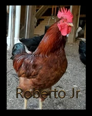 Chicken City Wiki | Fandom