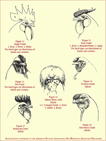 Comb | Chicken Wiki | Fandom