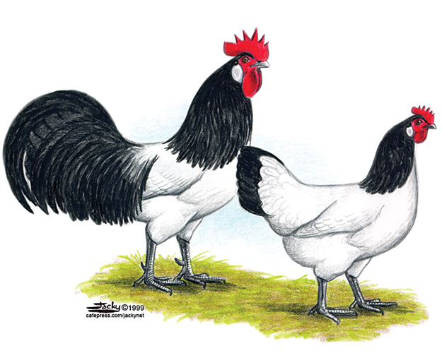 Lakenvelder | Chicken Wiki | Fandom