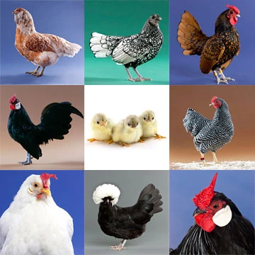Bantam | Chicken Wiki | Fandom