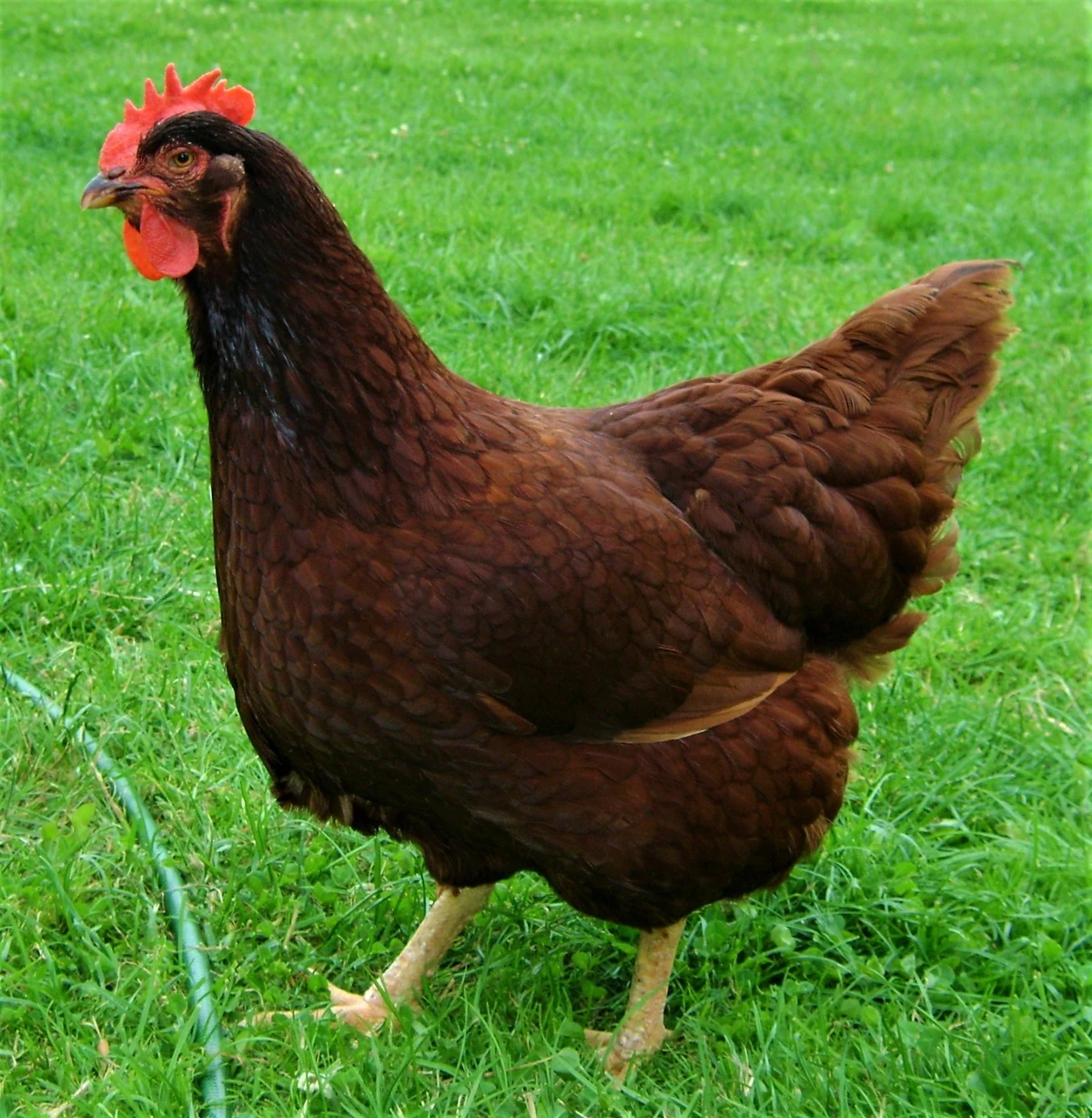 Rhode Island Red | Chicken Wiki | Fandom