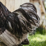 Tail | Chicken Wiki | Fandom