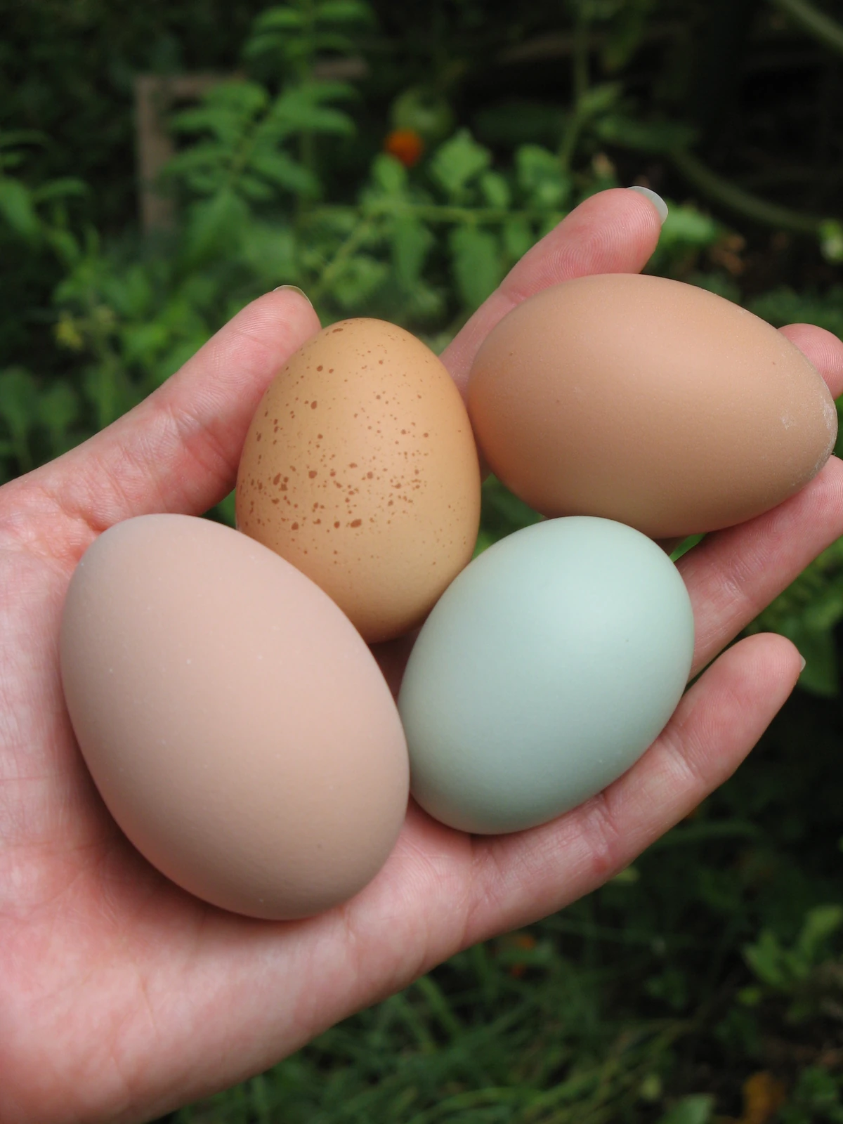 Eggs | Chicken Wiki | Fandom