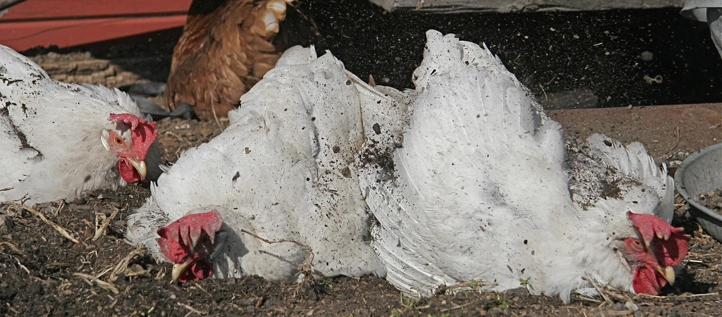 Dust-bathing | Chicken Wiki | Fandom