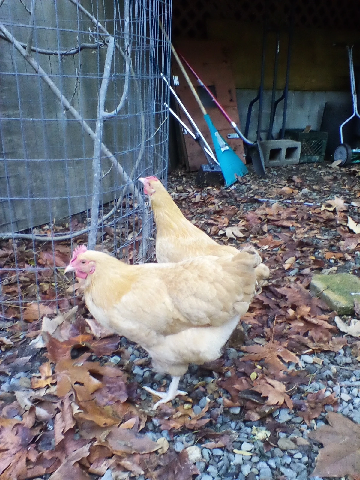 Buff Orpington | Chicken Wiki | Fandom