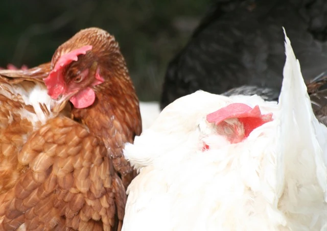 Preening | Chicken Wiki | Fandom