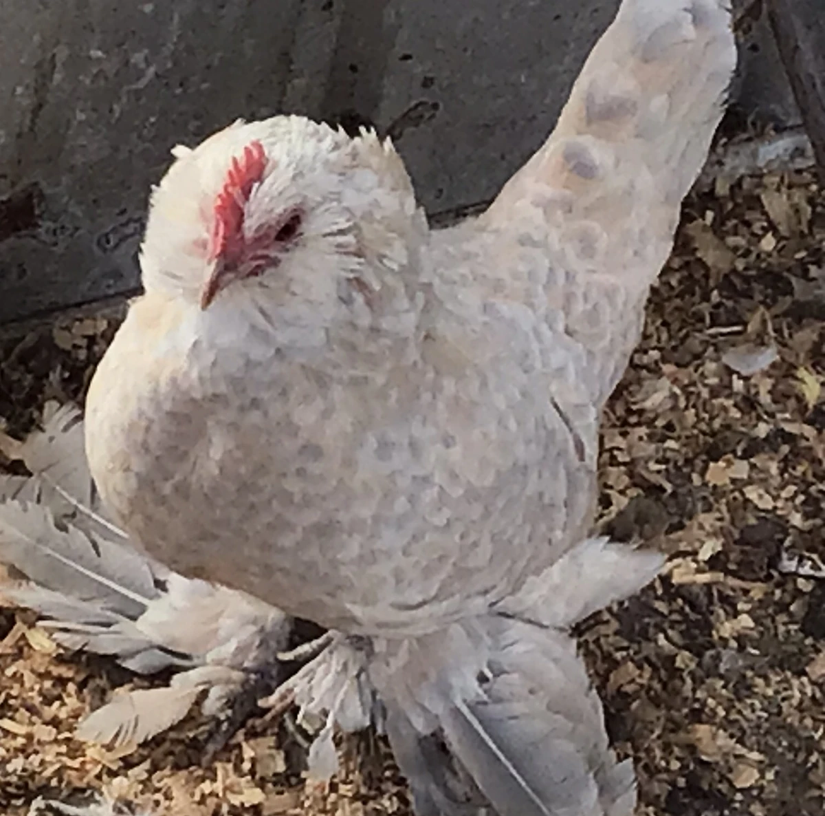 Yeti | Chickii's ocs Wiki | Fandom