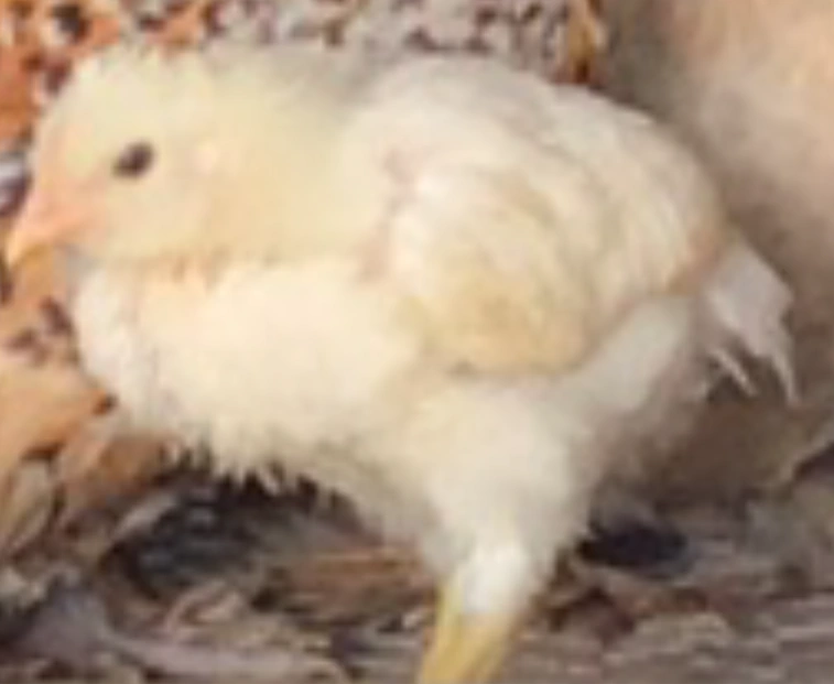 Baby tiny | Chickii's ocs Wiki | Fandom