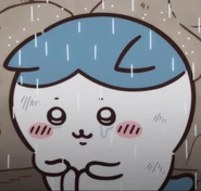 Hachiware/Gallery | Chiikawa Wiki | Fandom