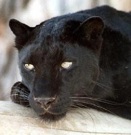 Avarus | Child of Time Wiki | Fandom